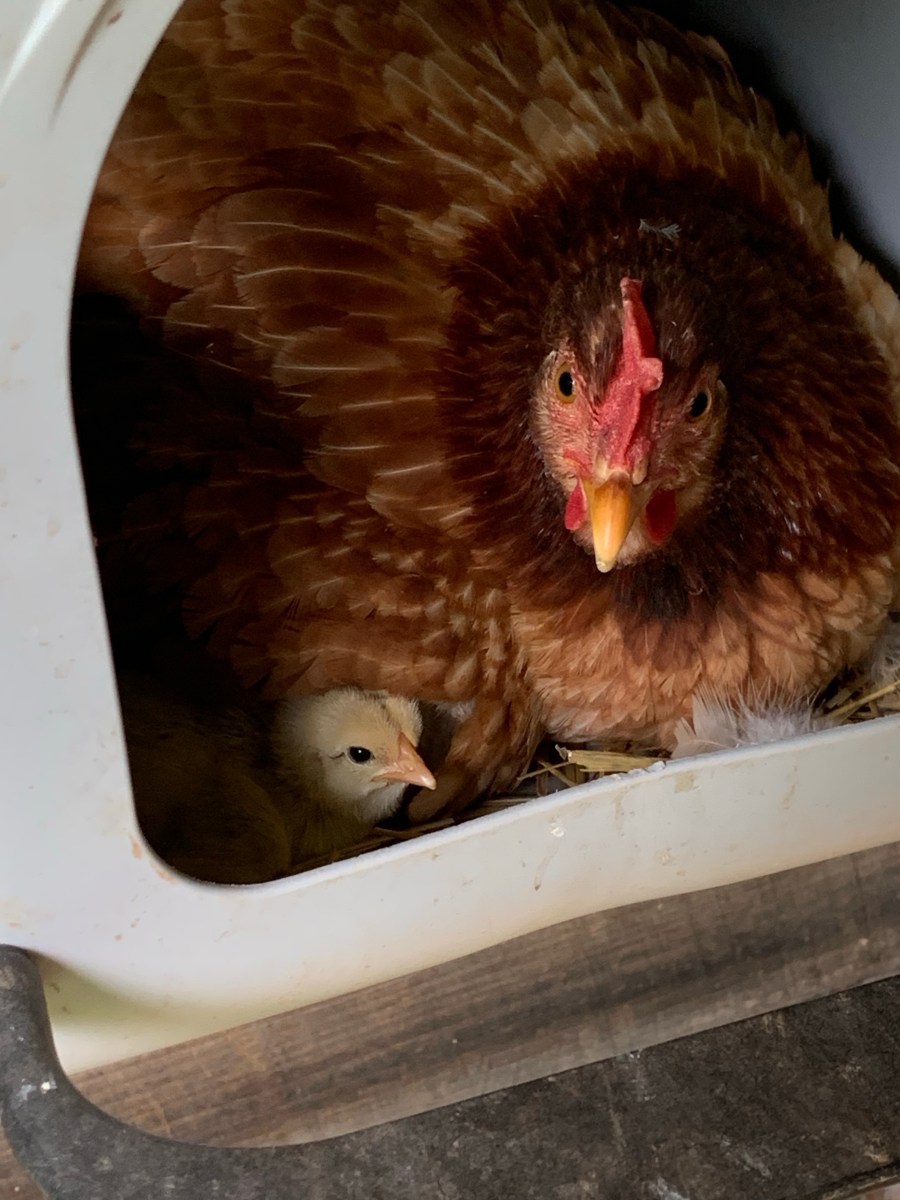 The Story of Our “Female” Roosters (sigh) – Conestoga Chuck